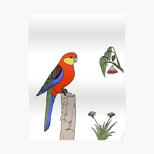 "Western Rosella" Poster for Sale by wanungara | Redbubble