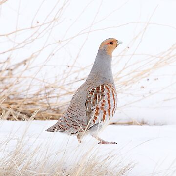 "Grey Partridge" Postcard for Sale by Alyce Taylor | Redbubble