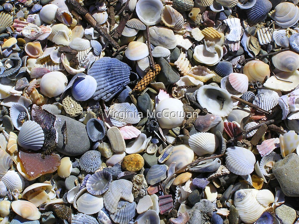 "Sea Shells on Burleigh Heads Beach Queensland " by Virginia McGowan ...