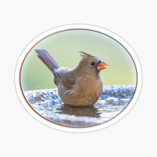 "Female Northern Cardinal in Birdbath" Sticker for Sale by Bonnie T ...