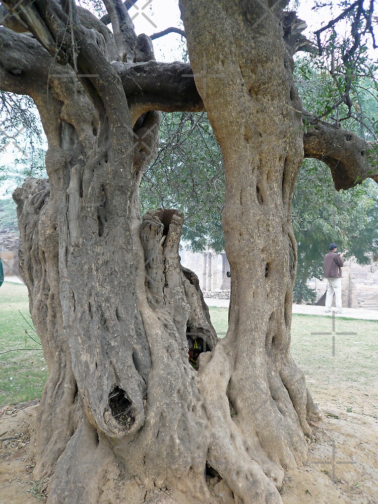 "The twisted, gnarled stump and stem of a large tree inside the Qutub ...
