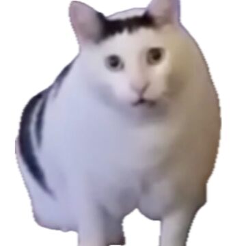 "Huh cat funny tiktok meme cat" Sticker for Sale by UchihaIndustry ...