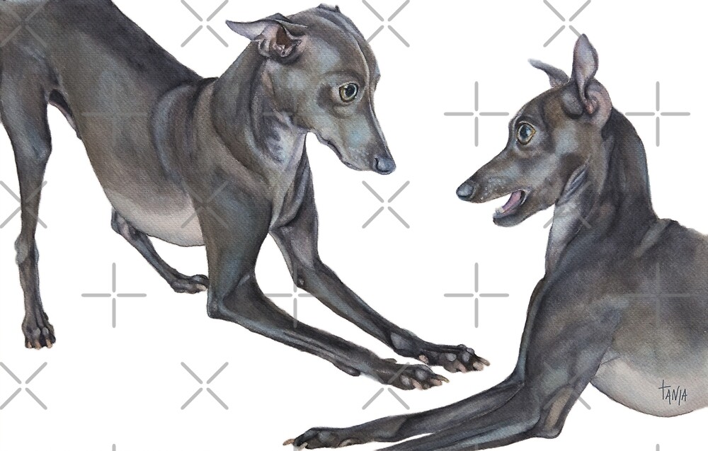 "Italian Greyhounds - Iggy Art - playing Italian" by Tanja Kooymans ...