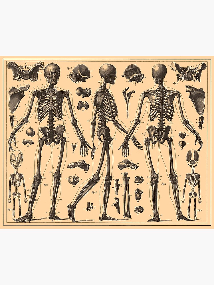 "Vintage Human Skeleton Anatomy Diagram (1907)" Poster for Sale by ...
