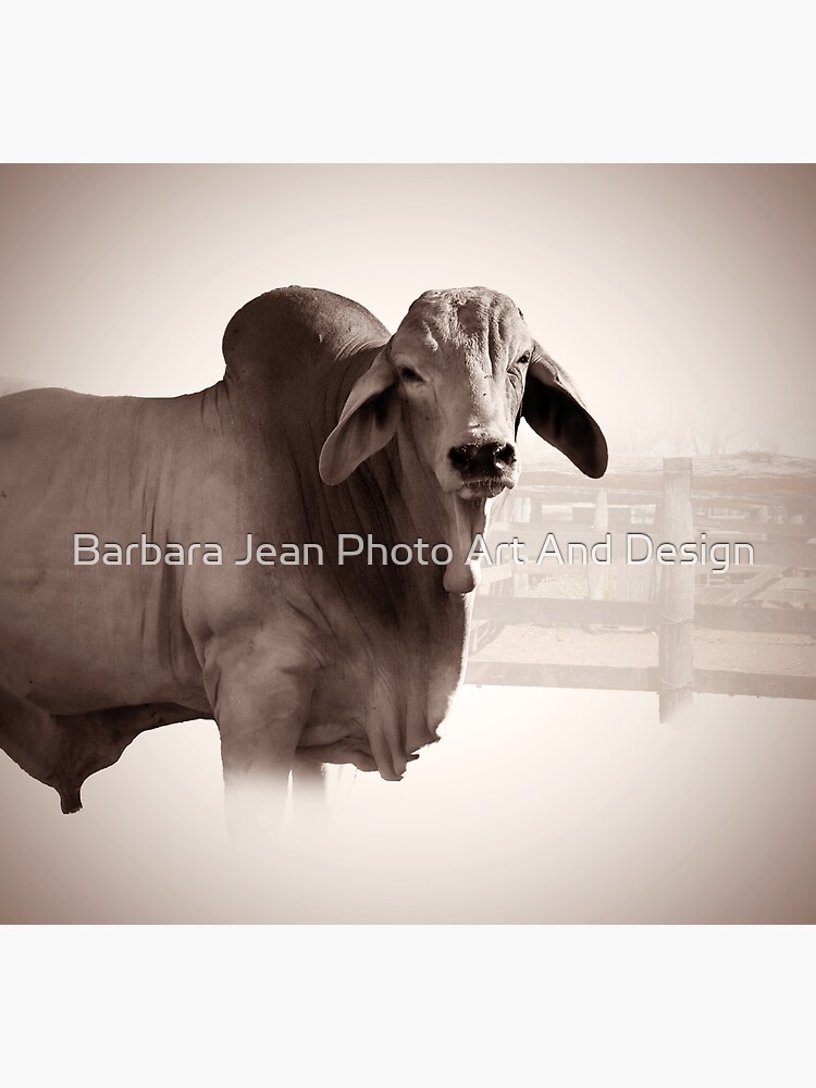 "BRAHMAN BULL, CATTLE" Poster for Sale by Barbara Jean Photo Art And ...