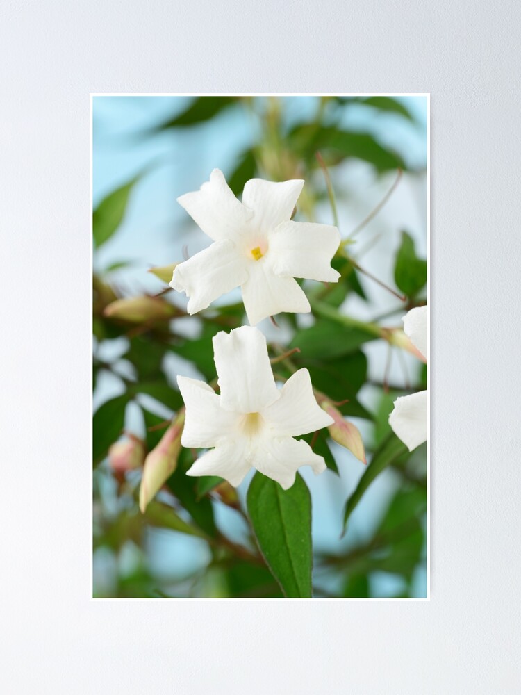"Jasminum officinale Common jasmine " Poster for Sale by Chris Burrows | Redbubble