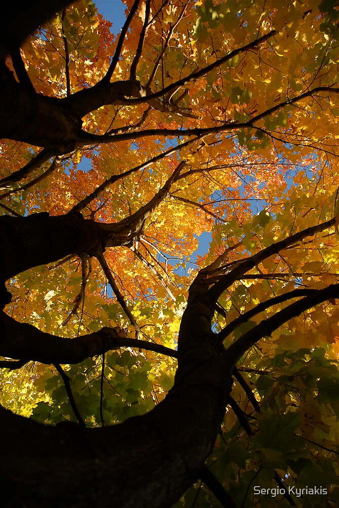 "Oakdale, PA - Fall Trees Looking Skyward" by Sergio Kyriakis | Redbubble