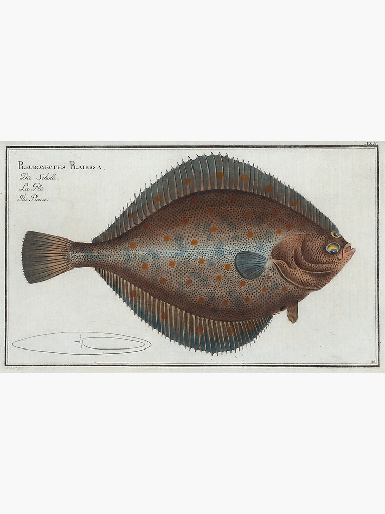 "Vintage Illustration of a Flounder Fish (1785)" Art Print for Sale by ...
