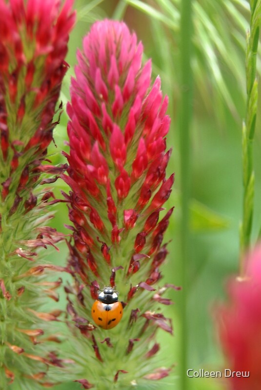"Ladybug on Crimson Clover" by Colleen Drew | Redbubble