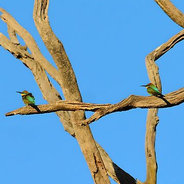 "Rainbow Bee-Eater Pair - Australian Native Bird" Sticker for Sale by ...
