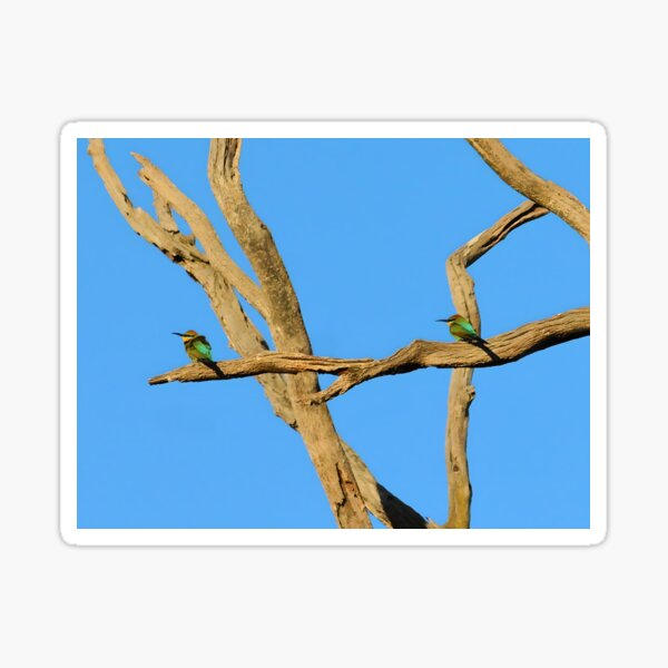 "Rainbow Bee-Eater Pair - Australian Native Bird" Sticker for Sale by ...