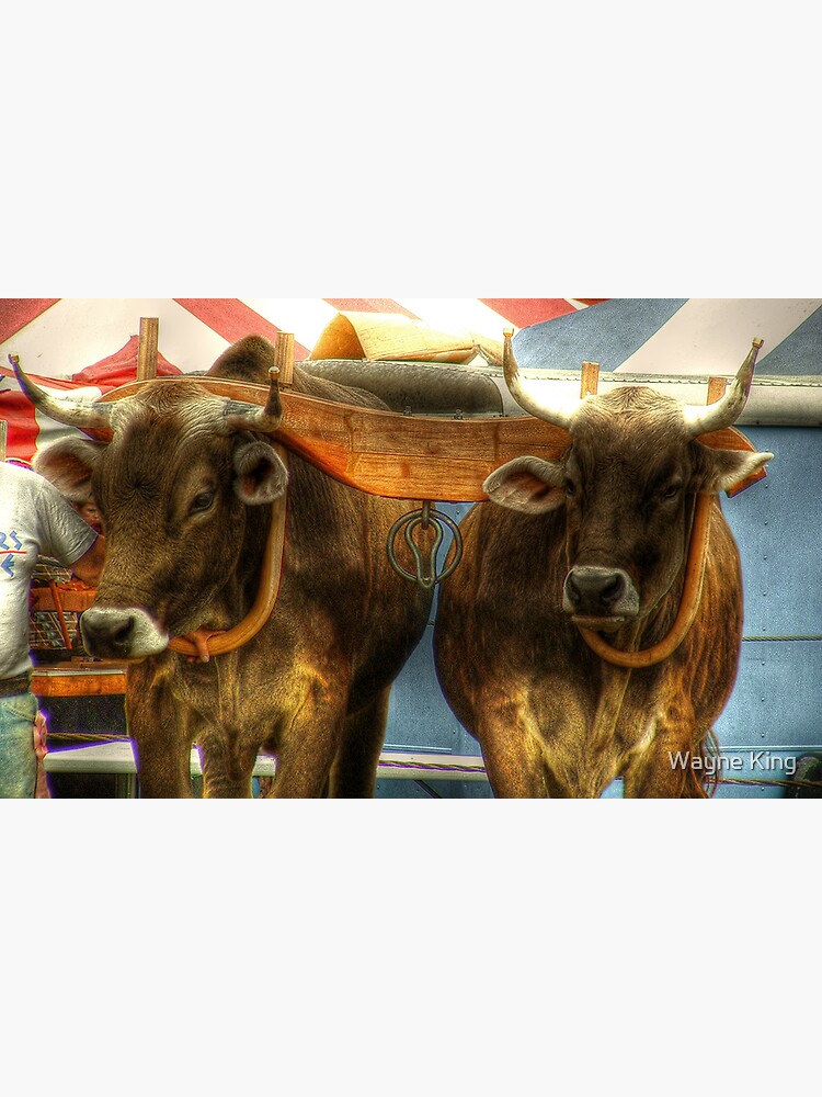 "The Oxen Team" Photographic Print for Sale by waynedking | Redbubble
