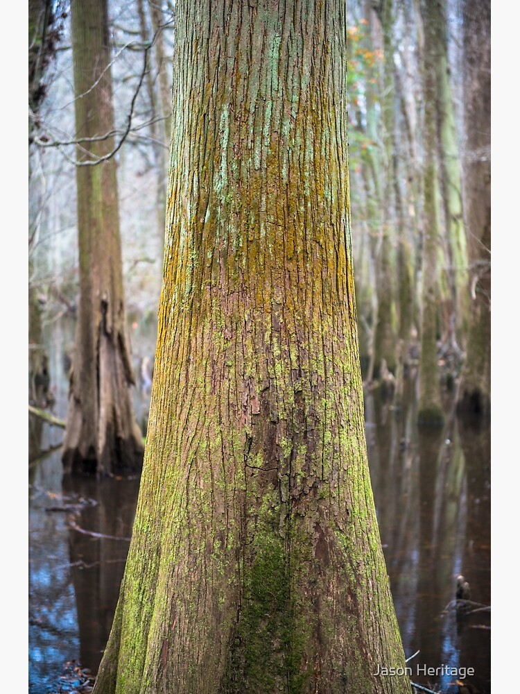 "Colors of the Swamp Tupelo – Congaree National Park, South Carolina ...
