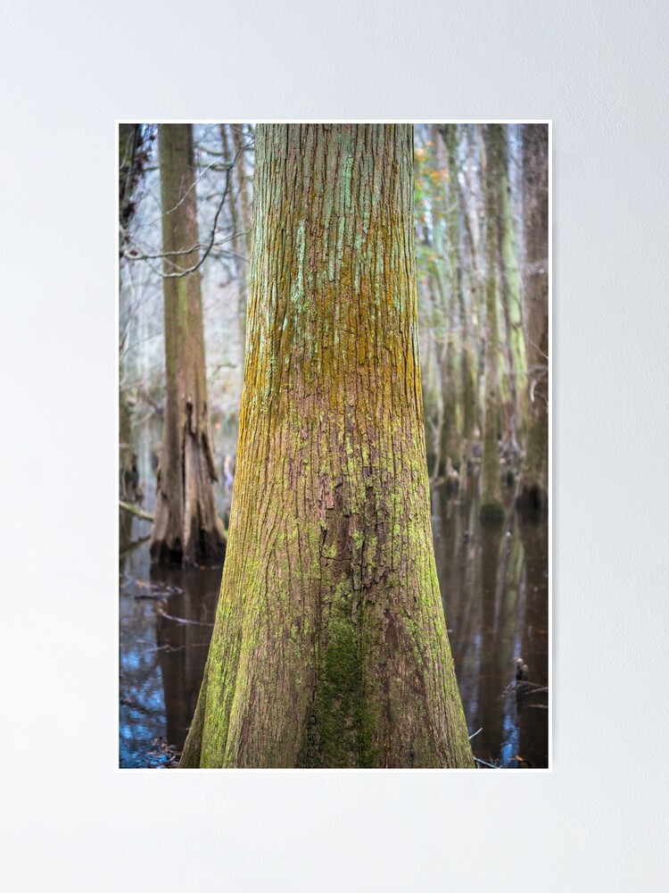 "Colors of the Swamp Tupelo – Congaree National Park, South Carolina ...