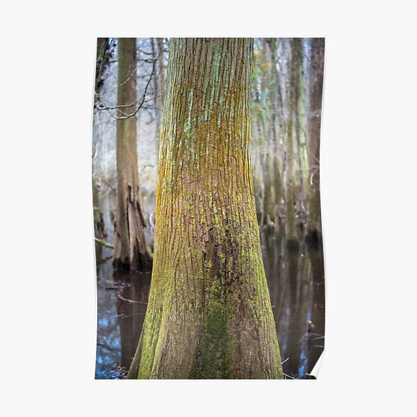 "Colors of the Swamp Tupelo – Congaree National Park, South Carolina ...