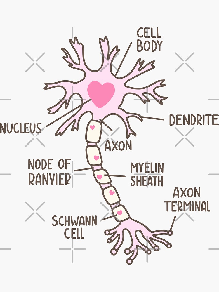 "Neuron Diagram Heart Pink Brown" Sticker for Sale by SofiaSava01 ...