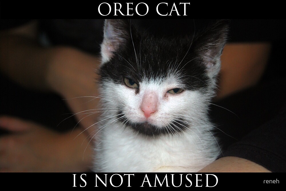 "Oreo Cat" by reneh | Redbubble