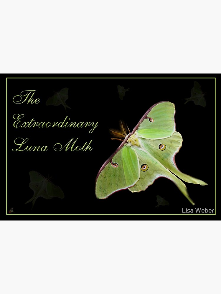 "Luna Moth" Poster by ArtisticByNature | Redbubble