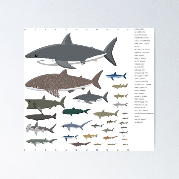 "Shark Sizes Comparison Set" Poster for Sale by SUPERHERON | Redbubble