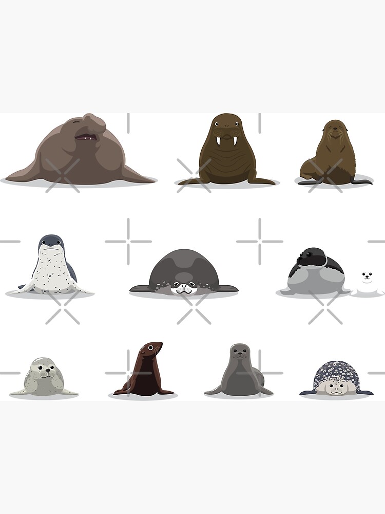 "Pinniped Seal Walrus Sea Lion Sitting Set" Poster for Sale by ...