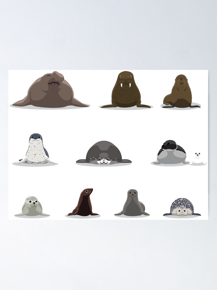 "Pinniped Seal Walrus Sea Lion Sitting Set" Poster for Sale by ...