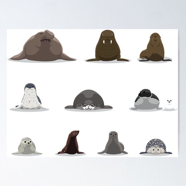 "Pinniped Seal Walrus Sea Lion Sitting Set" Poster for Sale by ...