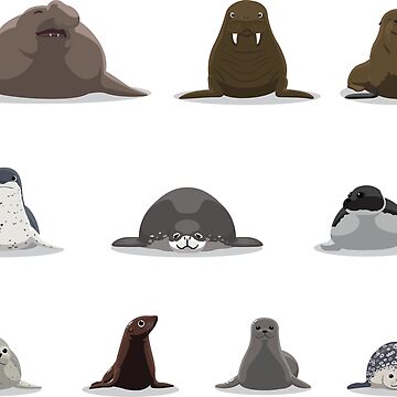 "Pinniped Seal Walrus Sea Lion Sitting Set" Poster for Sale by ...