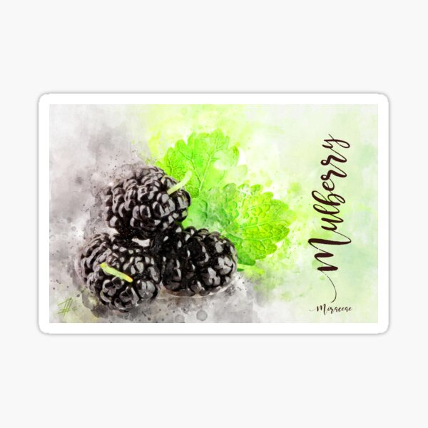 "Mulberry" Sticker by theodordecker | Redbubble