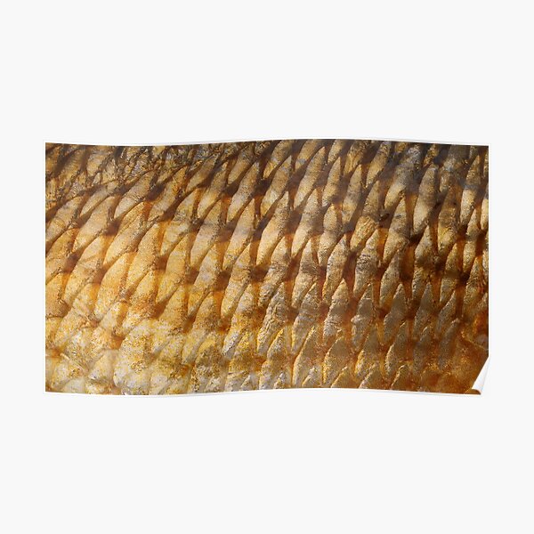 "Redfish scales" Poster by jonesing | Redbubble