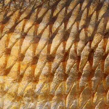 "Redfish scales" Sticker for Sale by Robert Jones | Redbubble