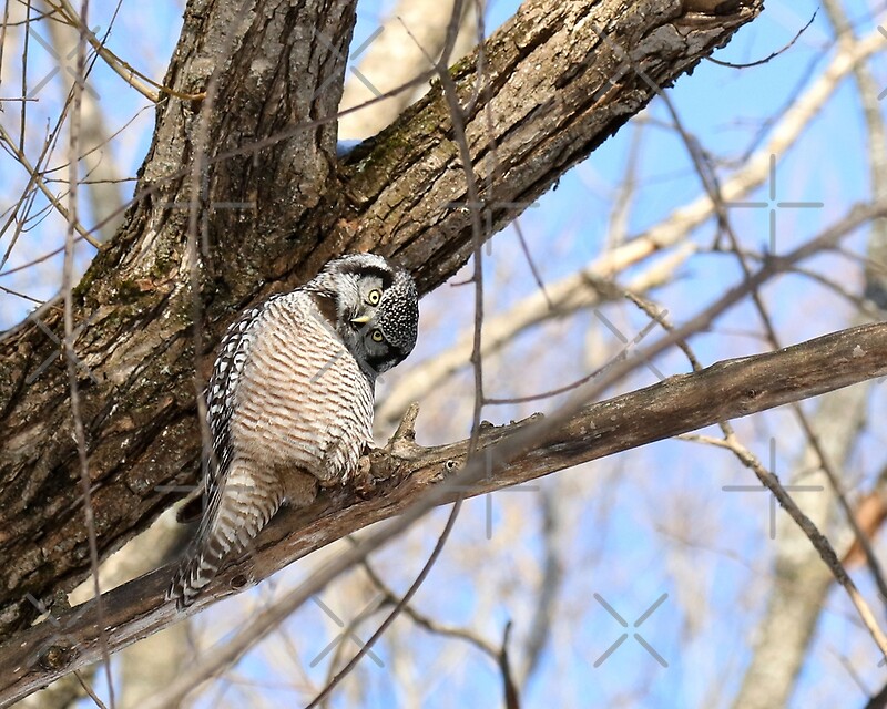 "Sizing you up" by Heather King | Redbubble