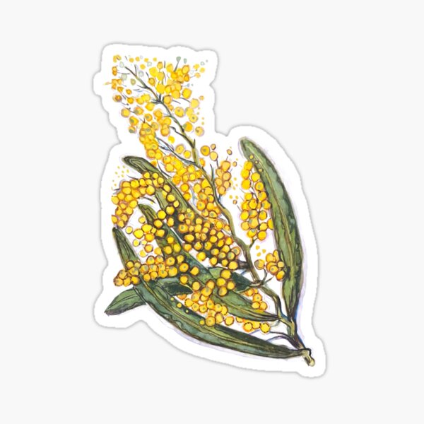 "Australian Native Yellow Flower Pod" Sticker for Sale by cavapple ...