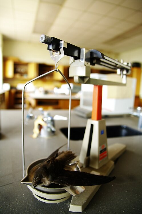 "Light as feather" by Michael Gatch | Redbubble