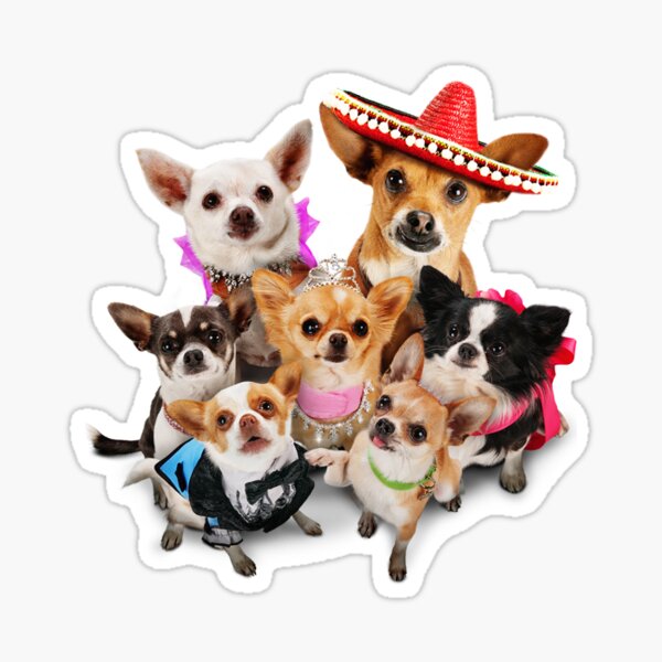 "Chichi stickrs" Sticker by jatoso | Redbubble