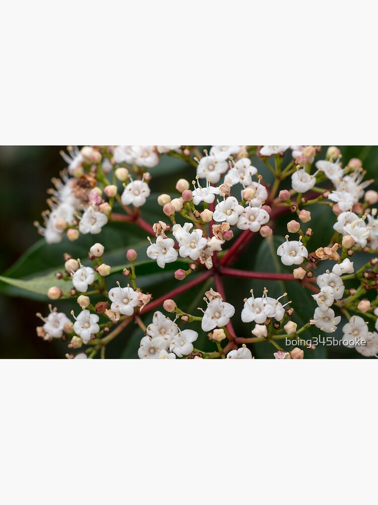 "Daphne" Sticker by boing345brooke | Redbubble