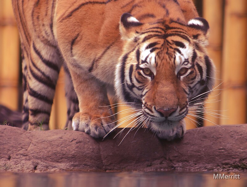 "Crouching" by MMerritt | Redbubble