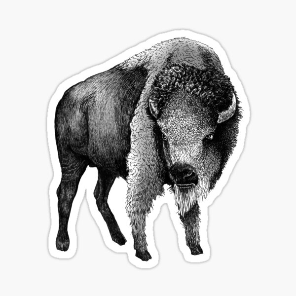 "American Buffalo" Sticker for Sale by AirDrawn | Redbubble