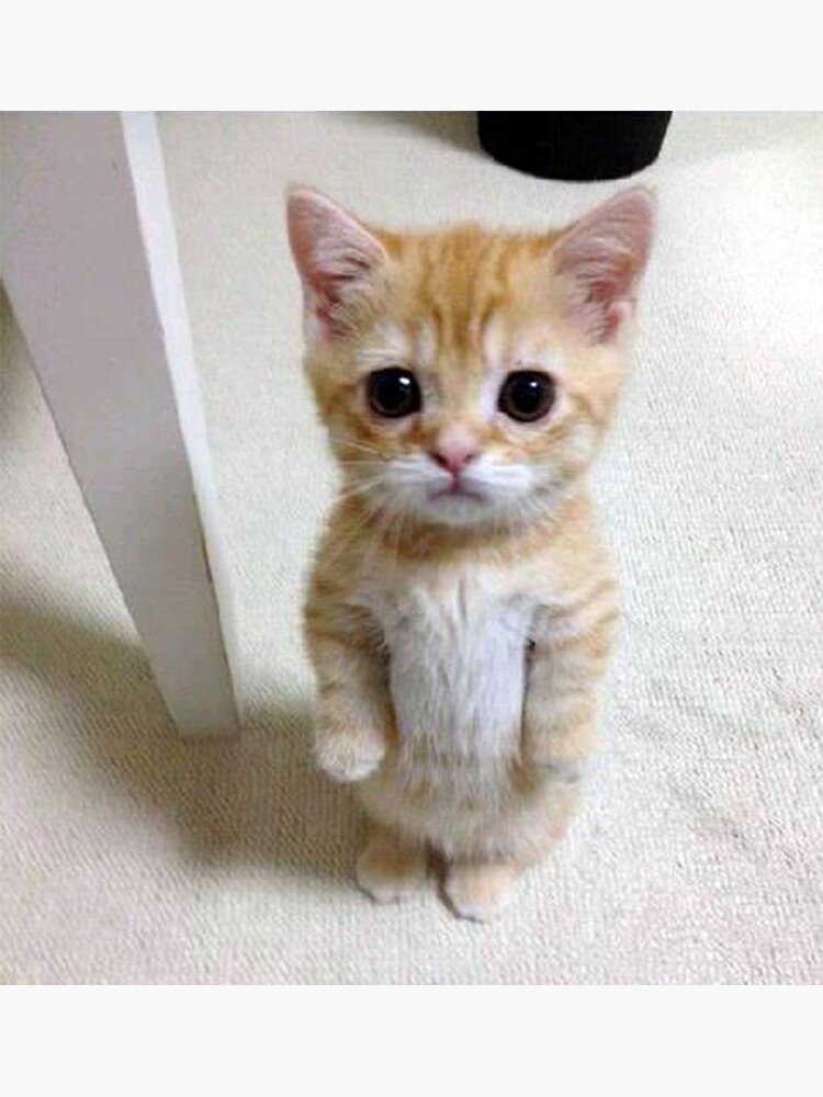 "Standing Cat Meme" Sticker for Sale by RaisedByKittens | Redbubble