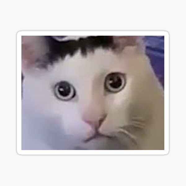 "HUH cat meme" Sticker for Sale by RaisedByKittens | Redbubble