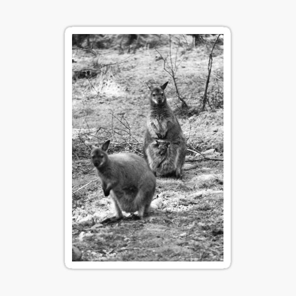 "Wallabies and Joey in Donegal bw vert" Sticker for Sale by ...