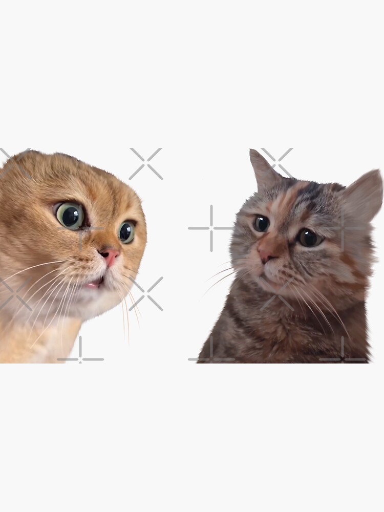 "2 cat couple meme" Sticker for Sale by DariaMiller | Redbubble