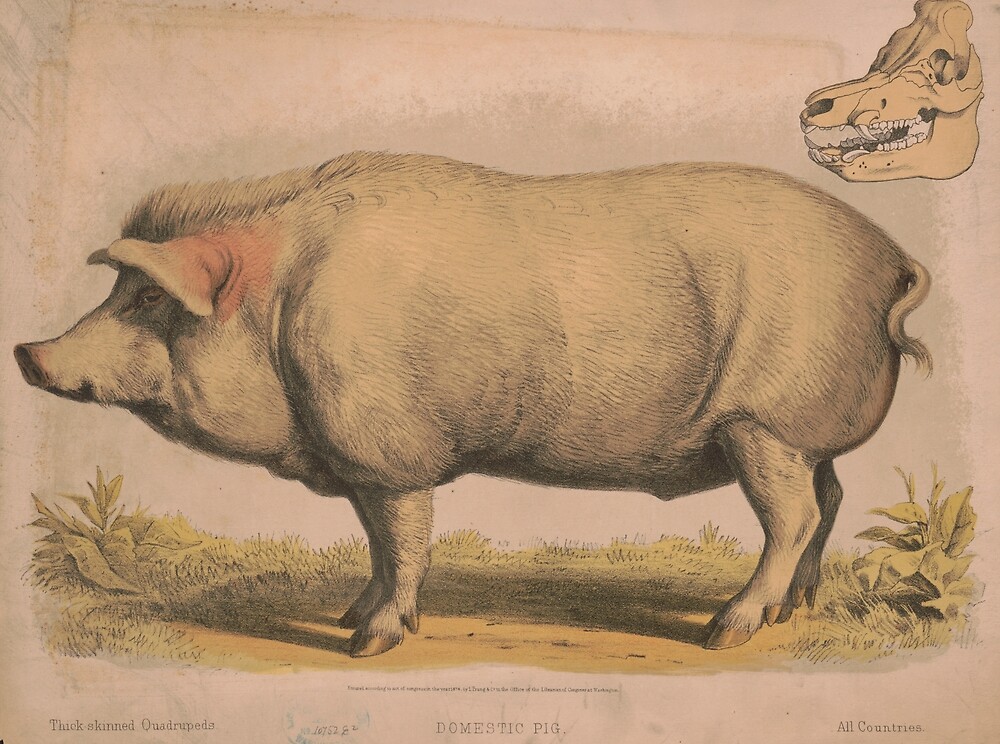 "Vintage Illustration of a Domesticated Pig (1874)" by BravuraMedia ...