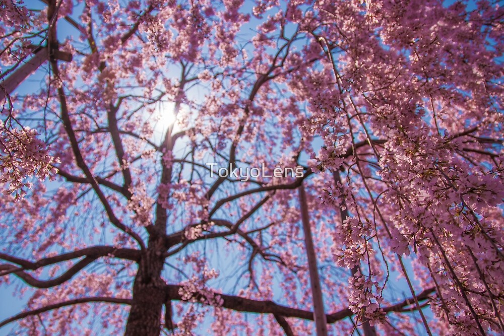 "Weeping Sakura (Cherry Blossom) Tree from Japan" by TokyoLens | Redbubble