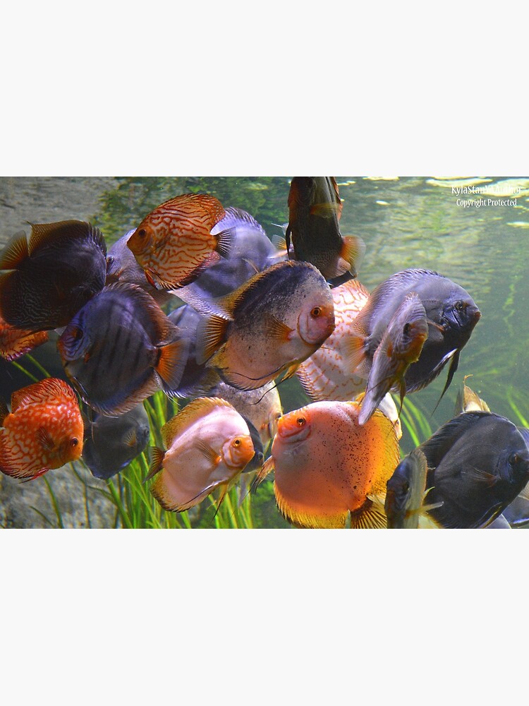 "Discus Fish" Poster for Sale by KylaStanAuthor | Redbubble