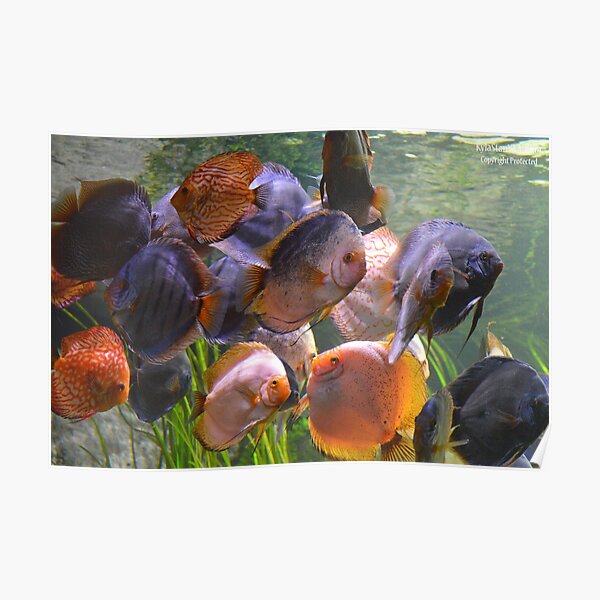 "Discus Fish" Poster for Sale by KylaStanAuthor | Redbubble