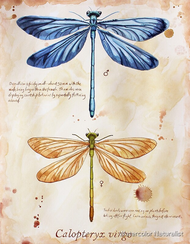 "Nature art insect science" by Watercolor Naturalist | Redbubble