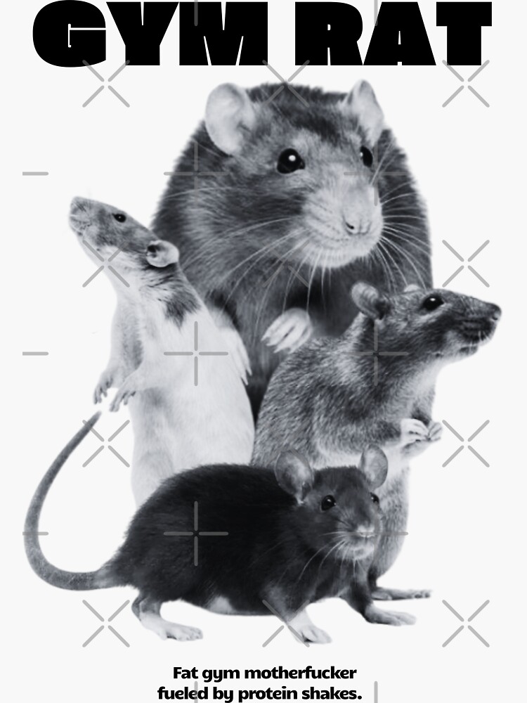 "Gym rat fat gym mother***ker fueled by protein shake" Sticker for Sale ...