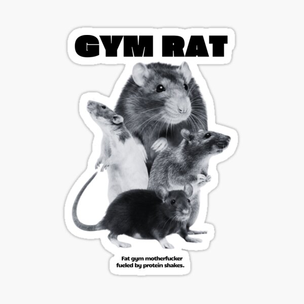 "Gym rat fat gym mother***ker fueled by protein shake" Sticker for Sale ...