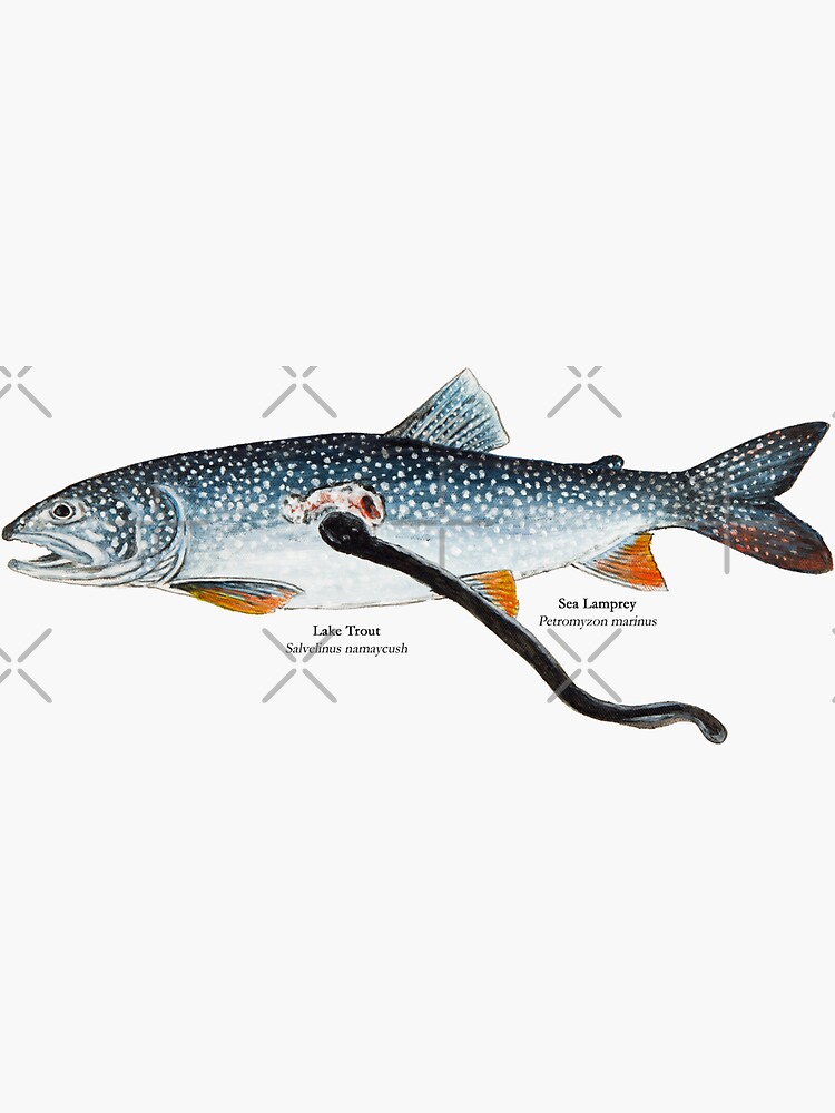 "Lake Trout and Sea Lamprey Painting" Sticker for Sale by Stephen Emms ...