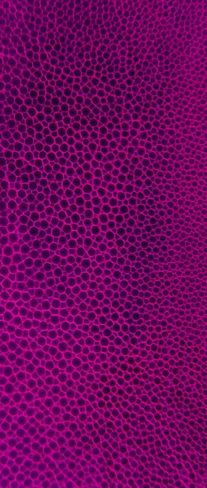 "Hot Neon Pink Shagreen Stingray Simulated Skin" by podartist | Redbubble